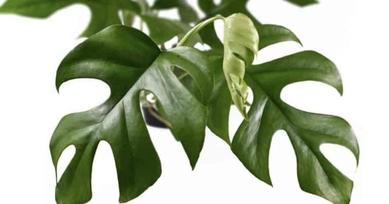 Rhaphidophora Tetrasperma Care: Growing The Mini Monstera