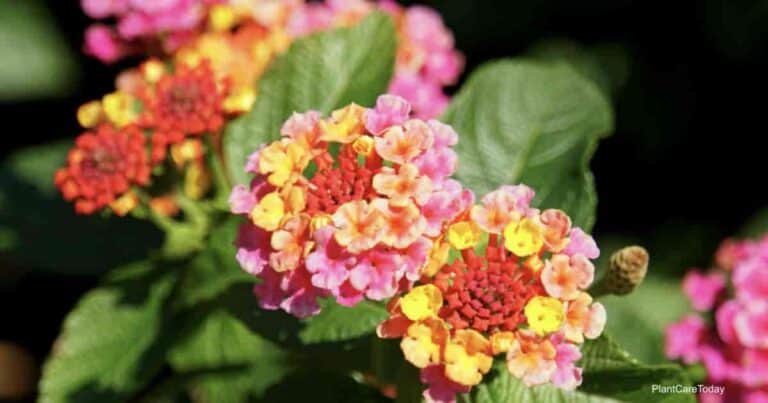 Types of Lantana Colors, Sizes & Growth Habits
