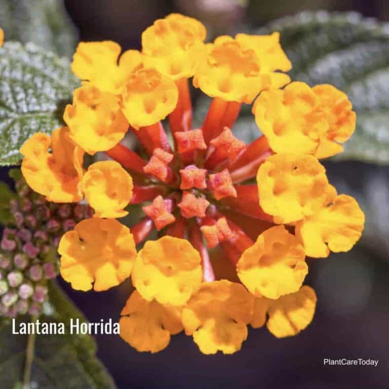 Types of Lantana Colors, Sizes & Growth Habits