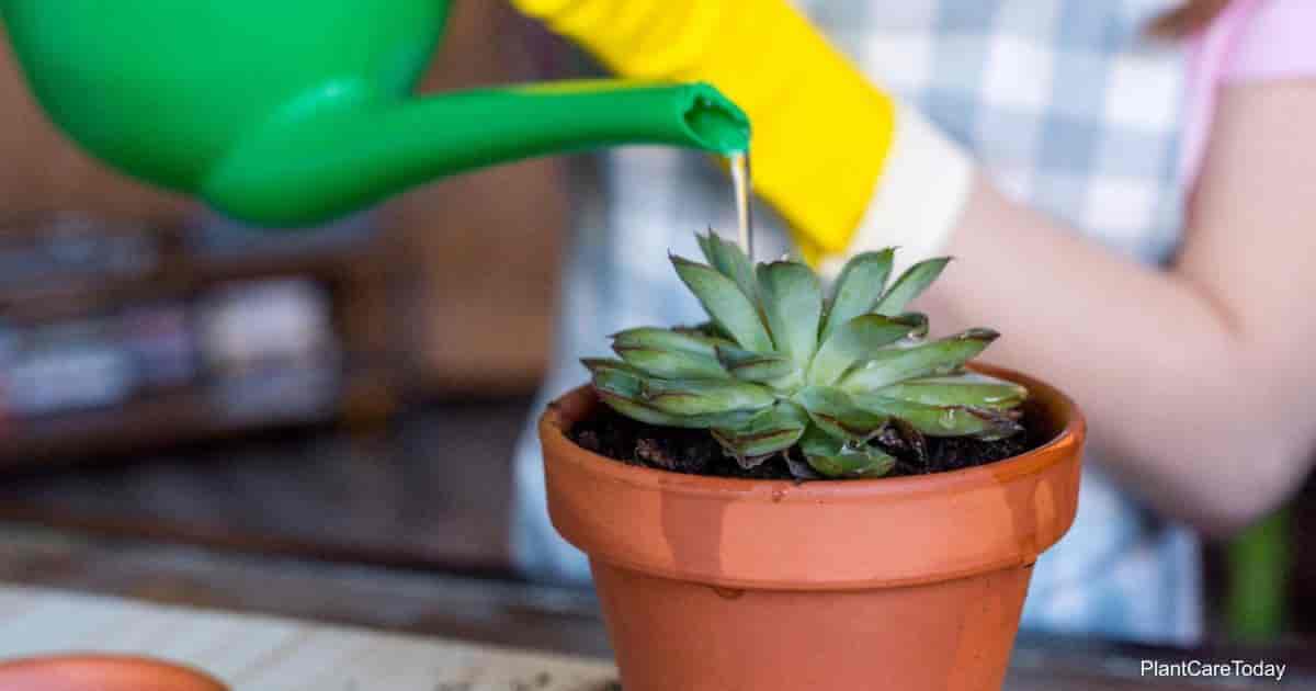 Is Tap Water Bad For Plants Is Tap Water Bad For Plants