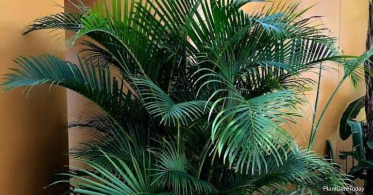 Areca Palm Care: Growing Areca Palms as Houseplants