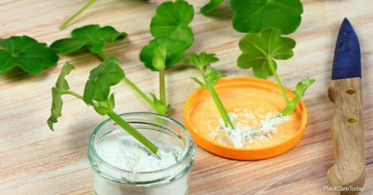How To Take Geranium Cuttings: Propagating Geraniums