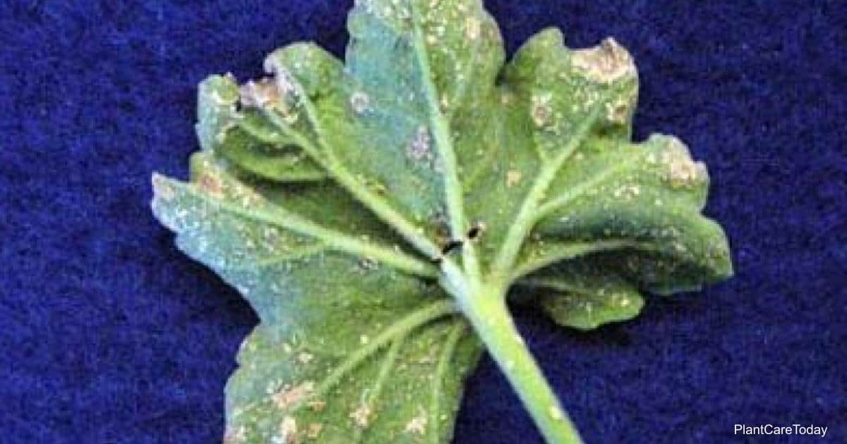 What Is Geranium Edema How Can You Prevent It 