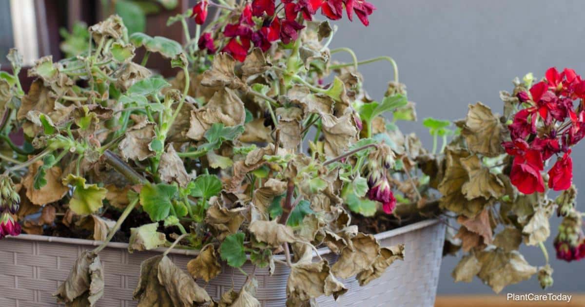 Geranium Root Rot What Causes It Root Rot And How To Control It 