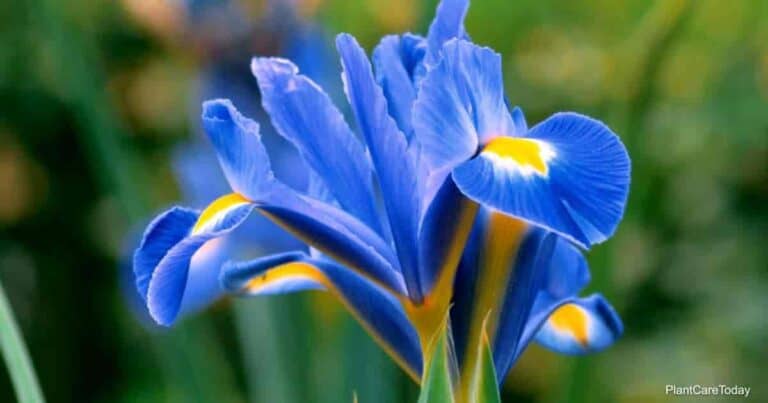 7 Surprising Facts About Irises: Nature’s Most Colorful Blooms