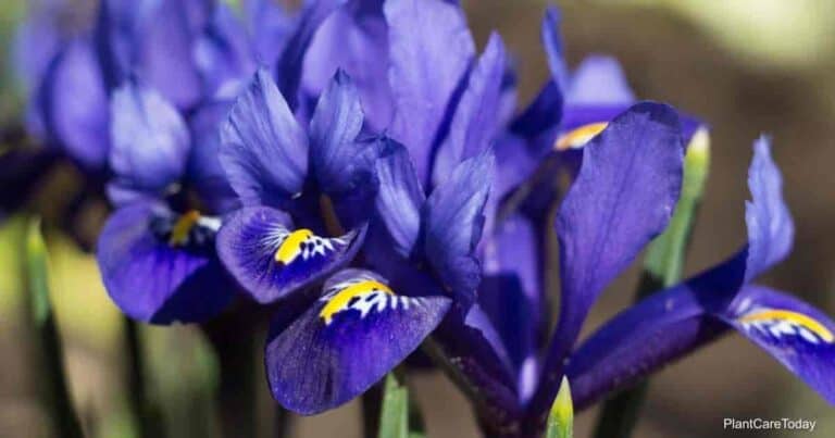 7 Surprising Facts About Irises: Nature’s Most Colorful Blooms