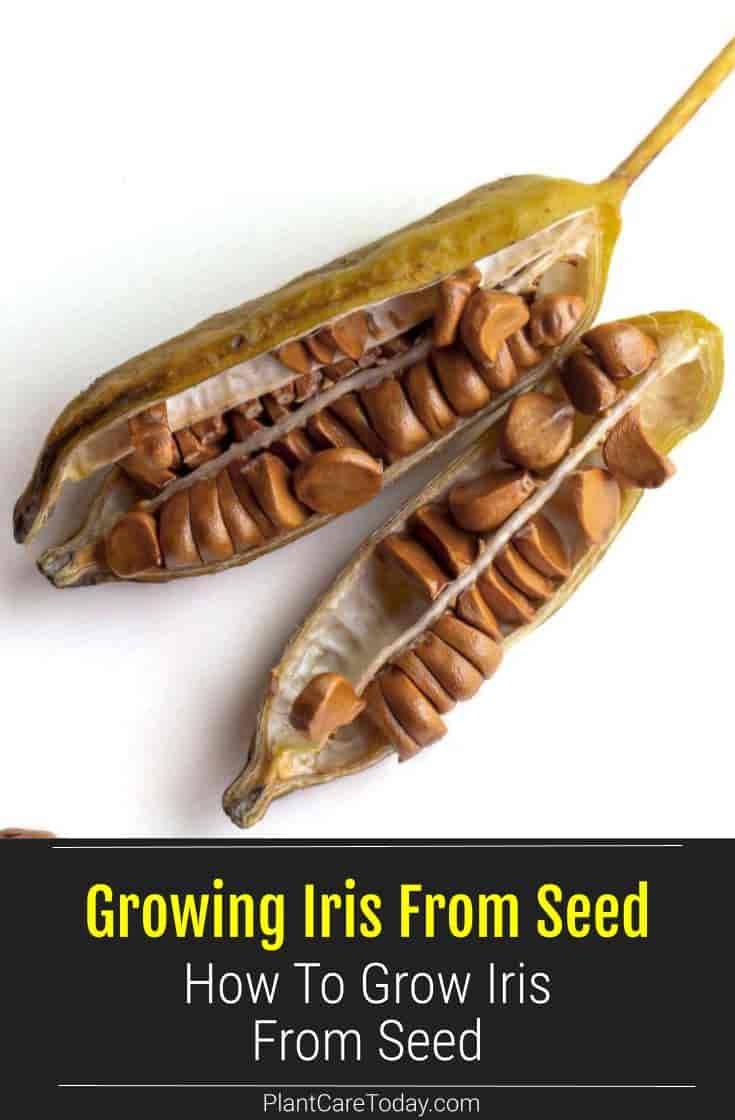 Propagating Iris Seed How To Start Iris Plants From Seed Propagating Iris Seed How To Start Iris Plants From Seed