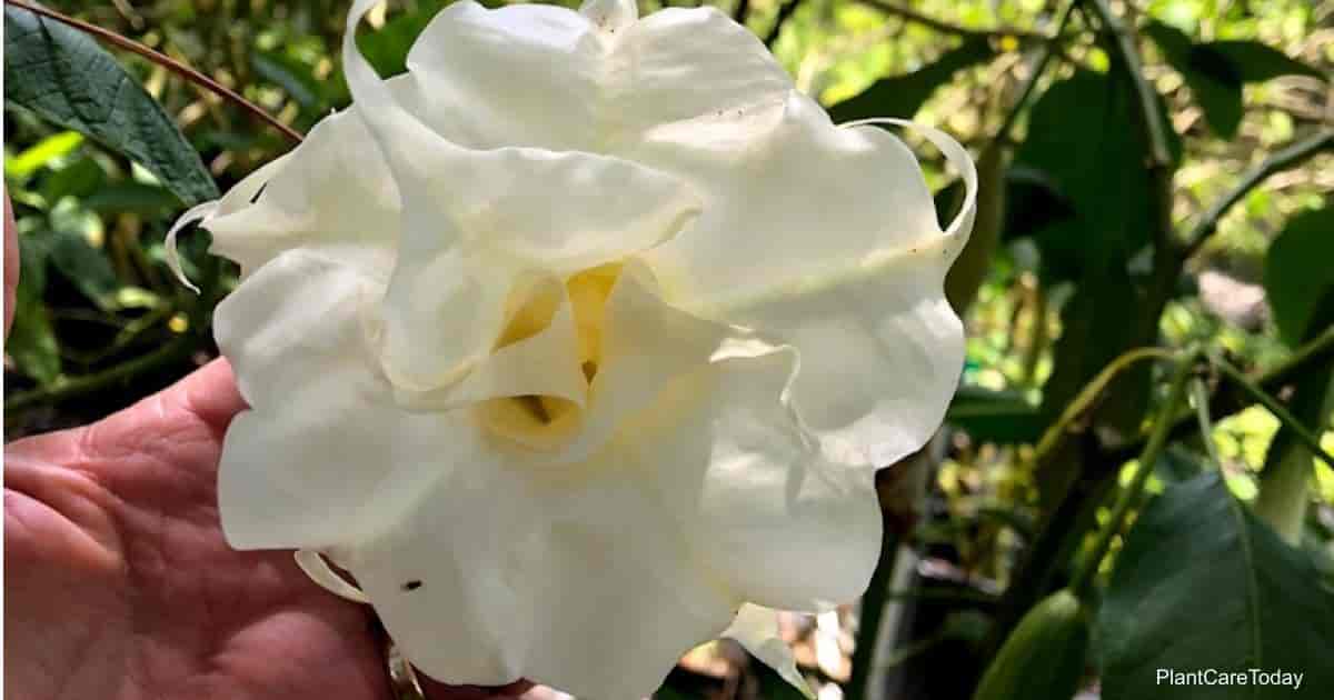 Types Of Angel Trumpet Flowers (Brugmansia)