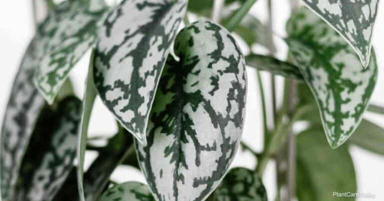 Growing Scindapsus Silver Lady: How To Care For Silver Lady Scindapsus