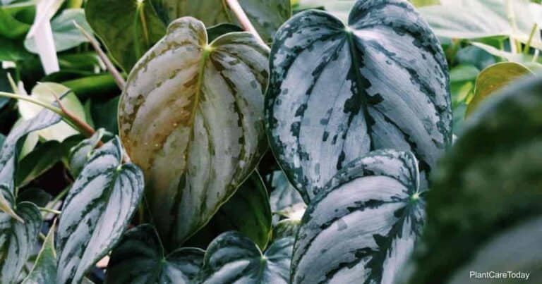 Growing Philodendron Brandtianum: How To Care For Brandtianum Philos