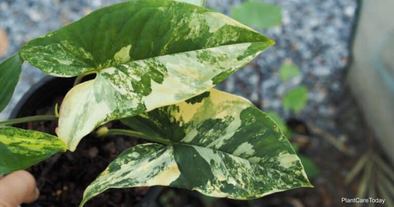 Syngonium Albo Care: How To Grow Variegated Syngonium Plants
