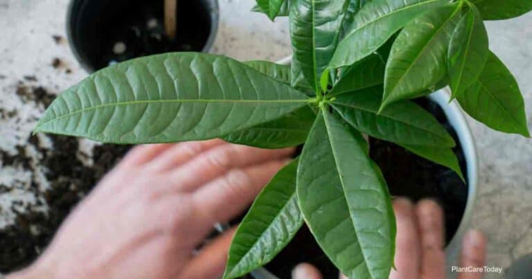How To Fix Root Rot In Money Trees (Signs And Causes)