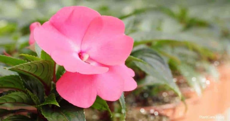 Achimenes Plant Care: How To Grow The Magic Flower