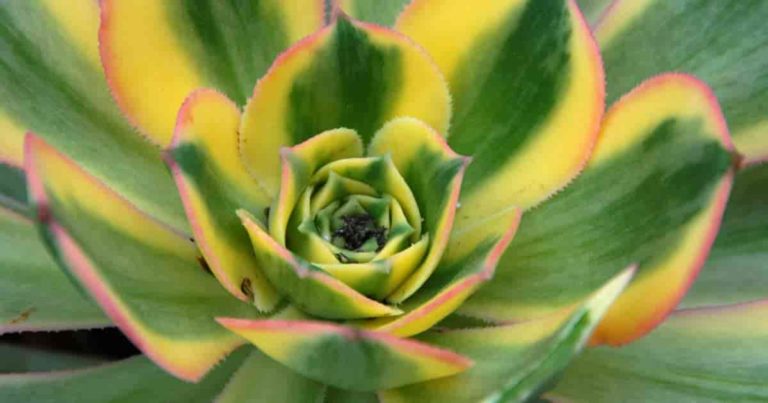 Aeonium Plant Care: How To Grow The Succulent Aeonium