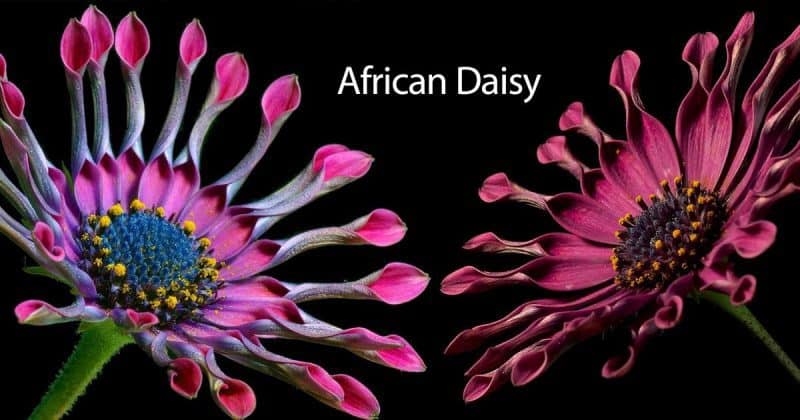 African Daisy: How To Grow And Care For Osteospermum