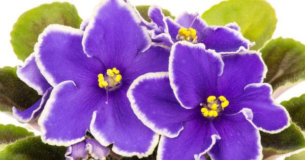 30 Cat Safe House Plants: Indoor Plants Safe For Cats