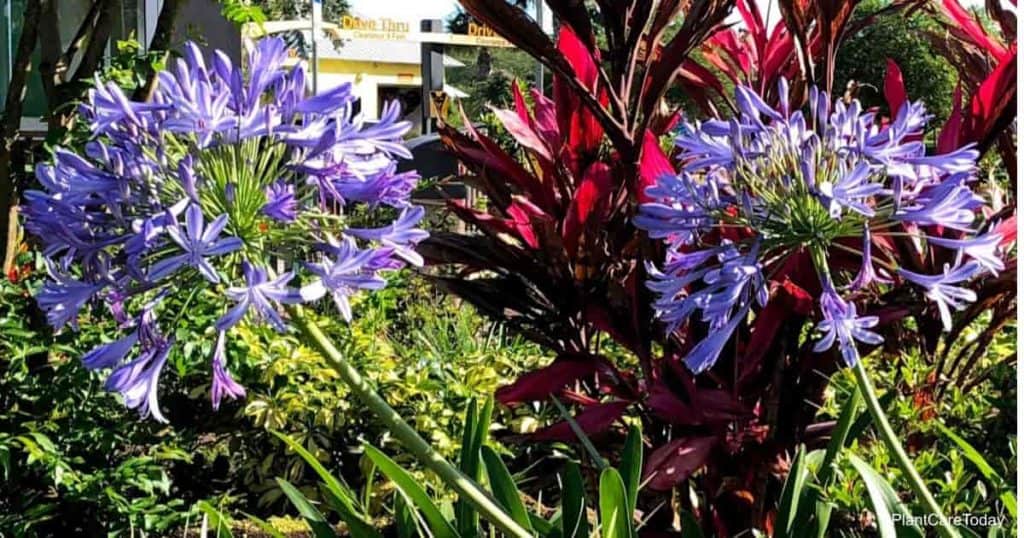 Perennials for The Oceanfront - Which One's Can You Plant?