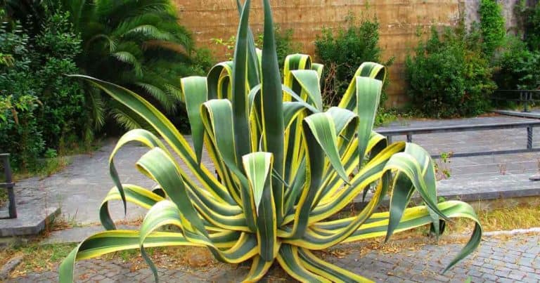 Century Plant Care: Growing The Agave Americana