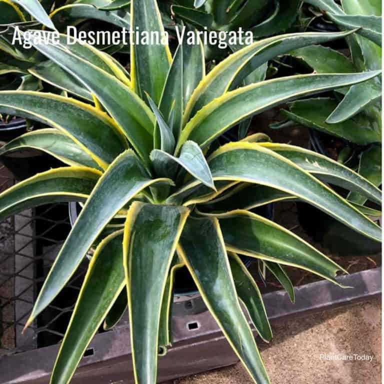 Growing Agave Desmettiana: Learn Care Tips For The Smooth Agave