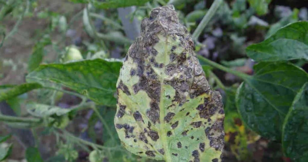 Alternaria Leaf Spot: What Is It and How To Control Alternaria