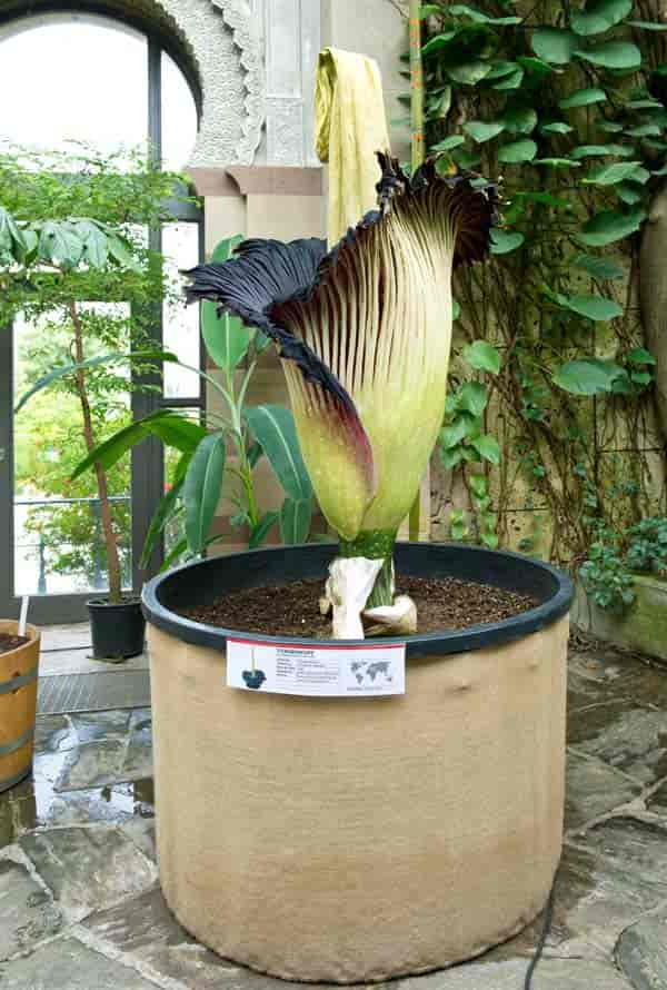 Growing The World s Largest Flower The Corpse Flower Amorphophallus 