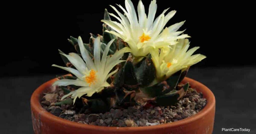 Ariocarpus Care: Growing The Living Rock Cactus