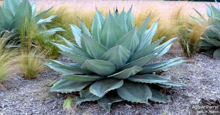 Artichoke Agave: Care Tips For Growing Agave Parryi