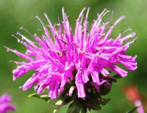 Bee Balm Plant: How To Grow And Care For Monarda [UPDATED]