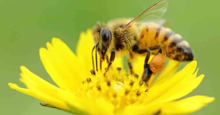 Beneficial Insects: Good Bugs To Encourage In Your Garden