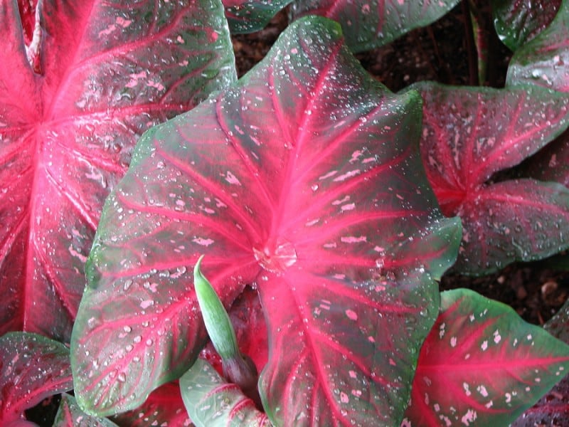 20+ Blooming Summer Bulbs You Should Plant In Your Garden