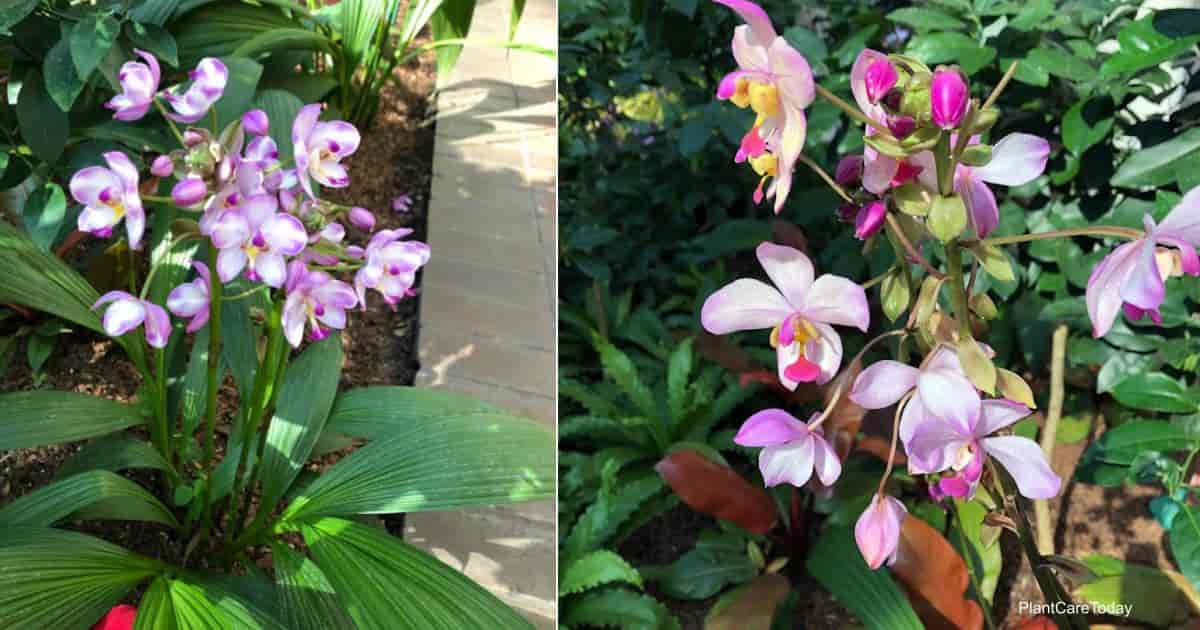 Bletilla Striata: How To Grow and Care For Ground Orchid