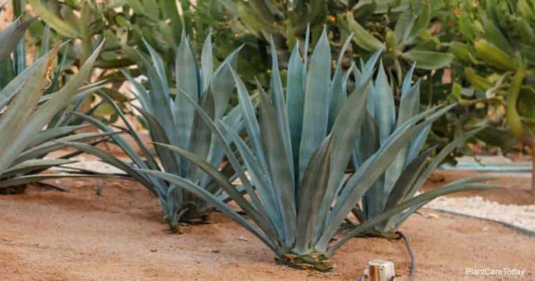Blue Agave Plant Care: Learn Tips On Growing Agave Tequilana