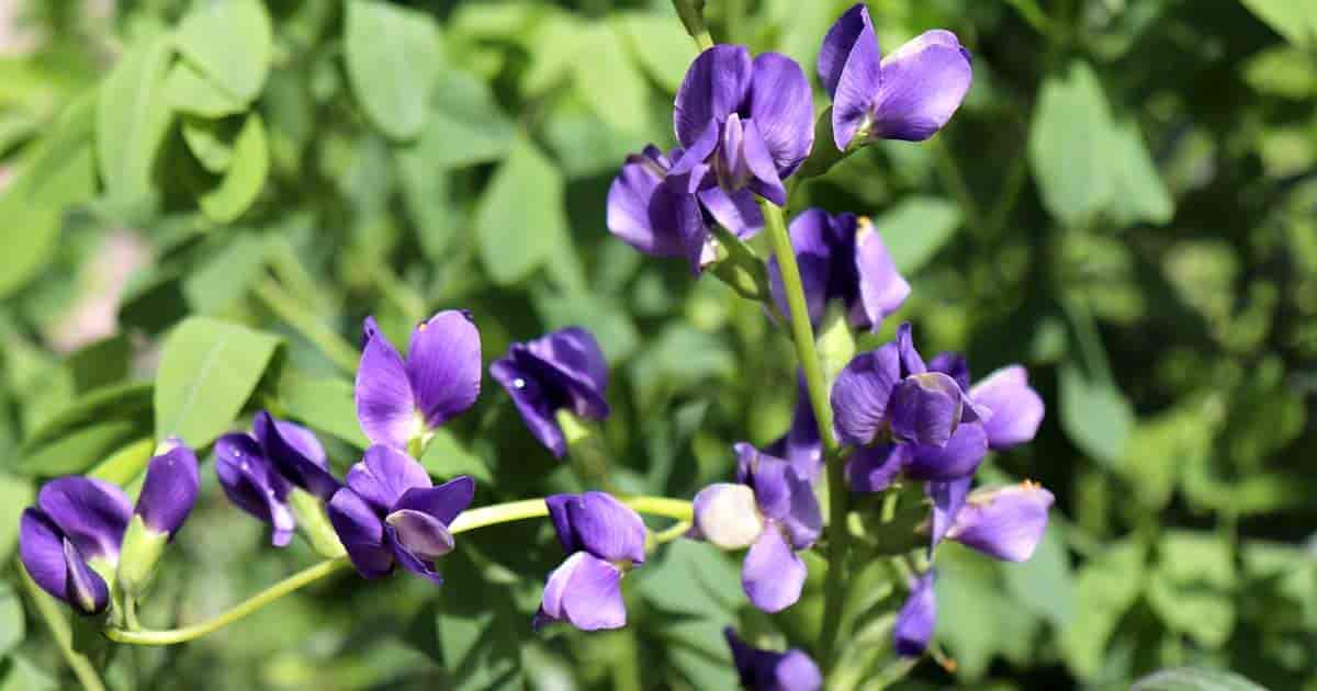 Blue Indigo Plant Care Learn To Grow Baptisia Australis