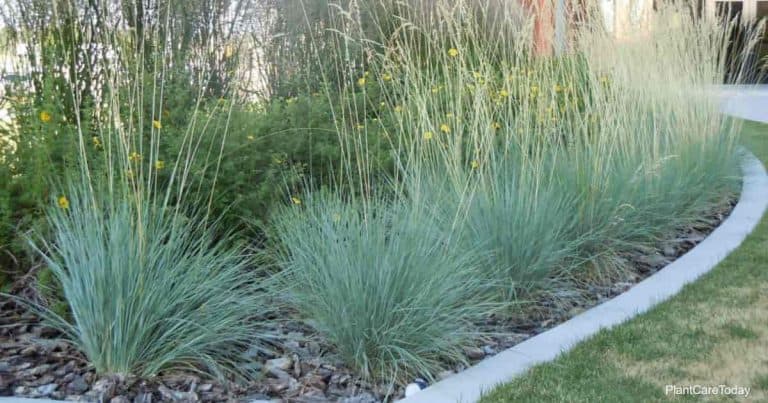 Blue Oat Grass Care: Learning To Grow Helictotrichon Sempervirens