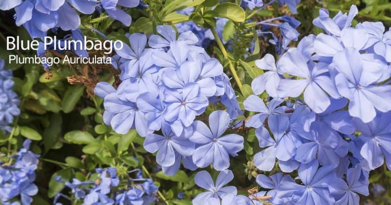 Plumbago Plant Care: How To Grow Blue Flower Plumbago