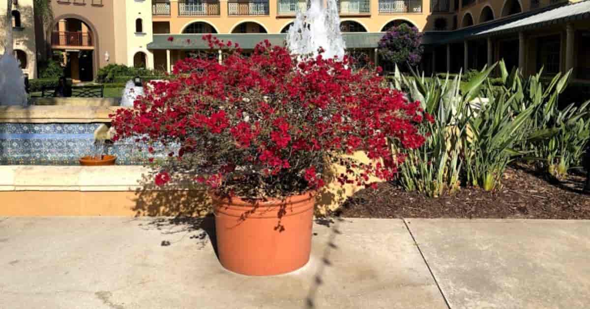 Bougainvillea Care: Tips On How To Grow Bougainvillea Plants