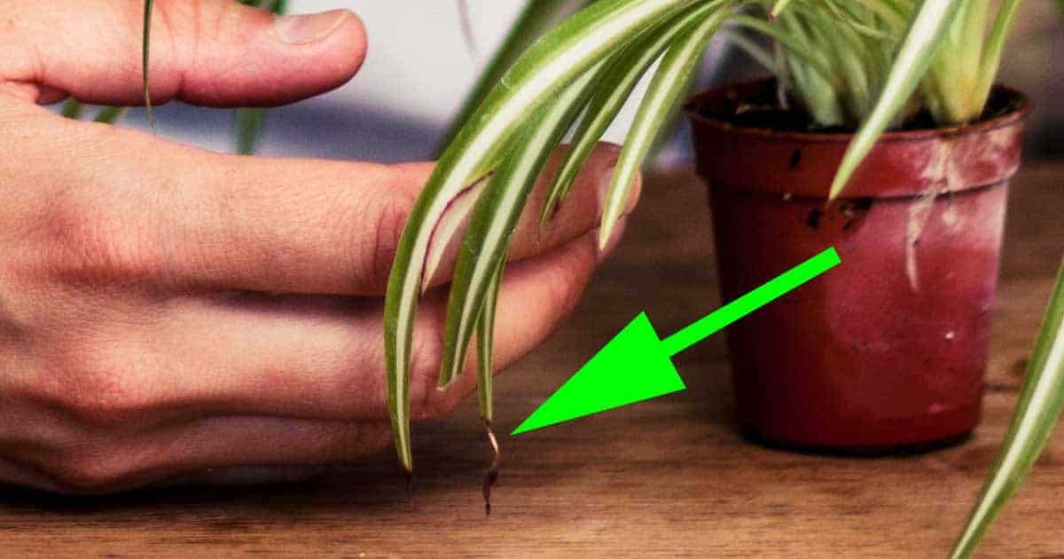 Brown Tips On Houseplants Leaves A Reason Why 