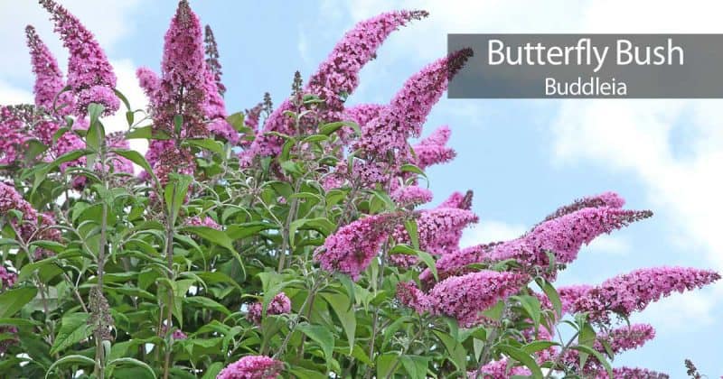 Buddleia Butterfly Bush Care: How To Grow And Care For Buddleia Plants