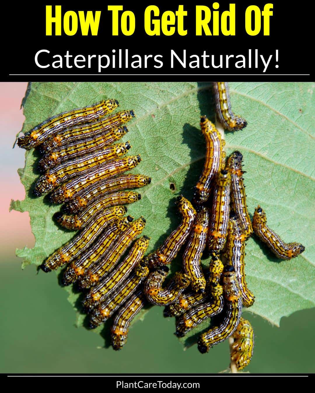 How To Get Rid Of Caterpillars On Plants Naturally