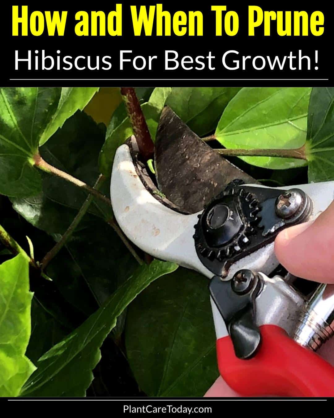 Pruning Hibiscus How And When To Prune Hibiscus For Best Growth