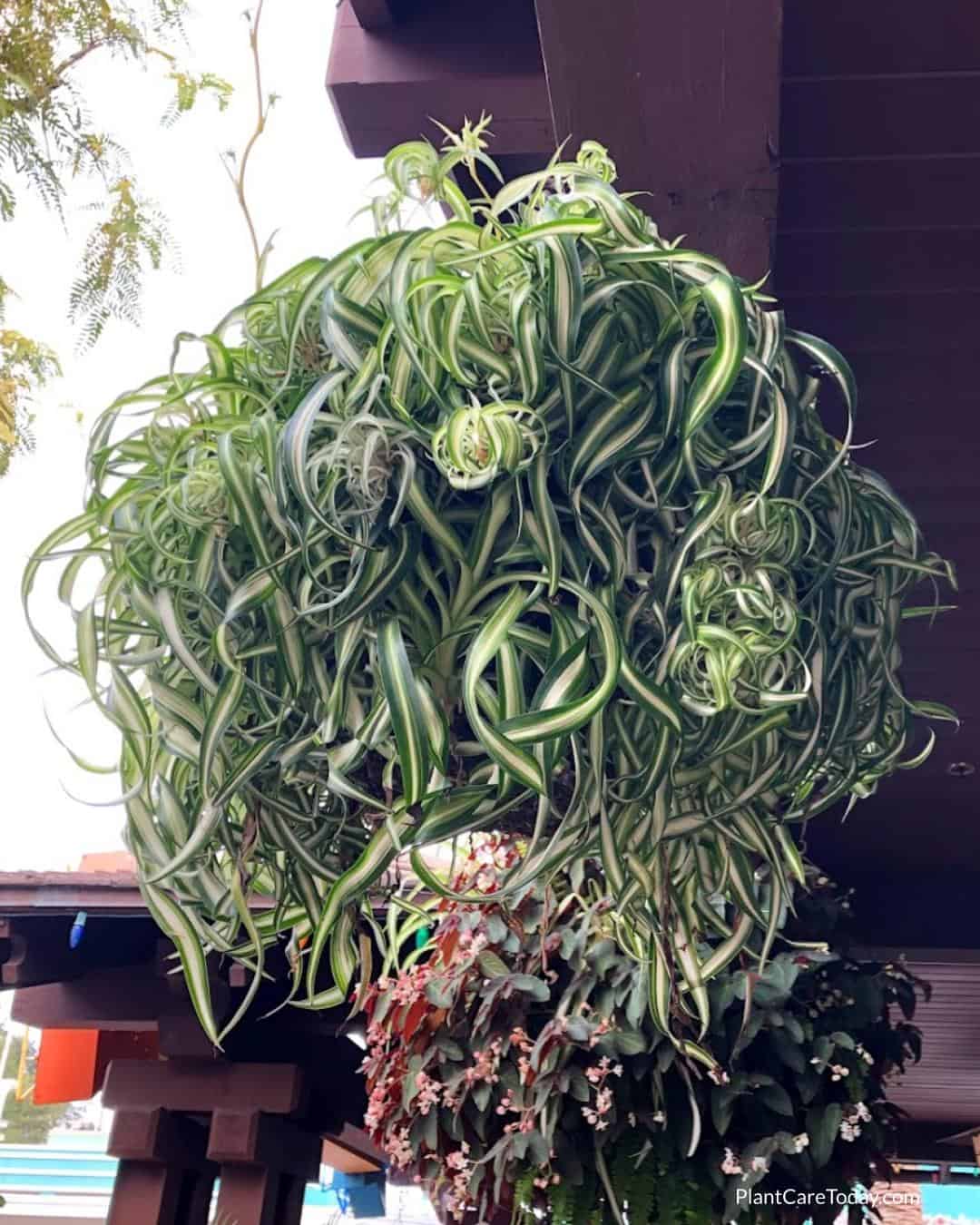 Curly Spider Plant Care | Growing Chlorophytum Comosum Bonnie