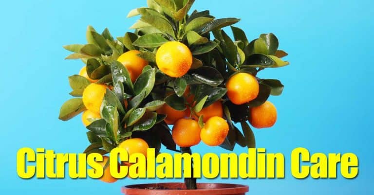 Citrus Calamondin Care: How To Grow The Dwarf Calamondin Tree