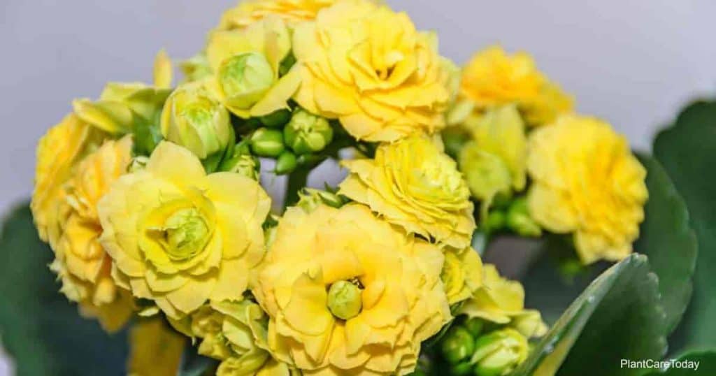 Calandiva Plant Info: How To Grow And Care For Kalanchoe