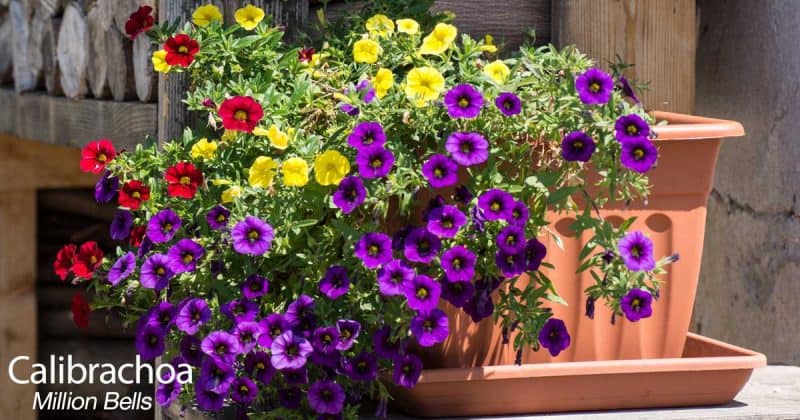 Calibrachoa Care - How To Grow Million Bells Flower [Hanging Baskets MORE]