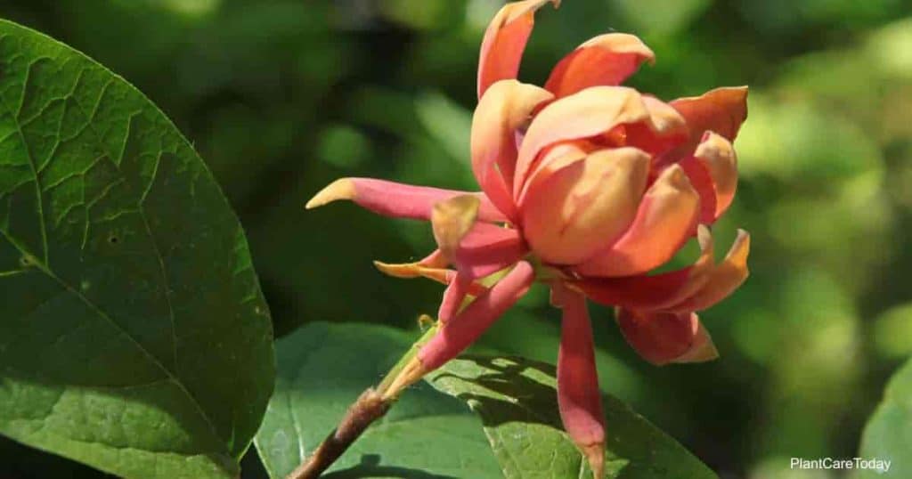 Calycanthus Occidentalis Info: How To Grow Carolina Allspice Bush