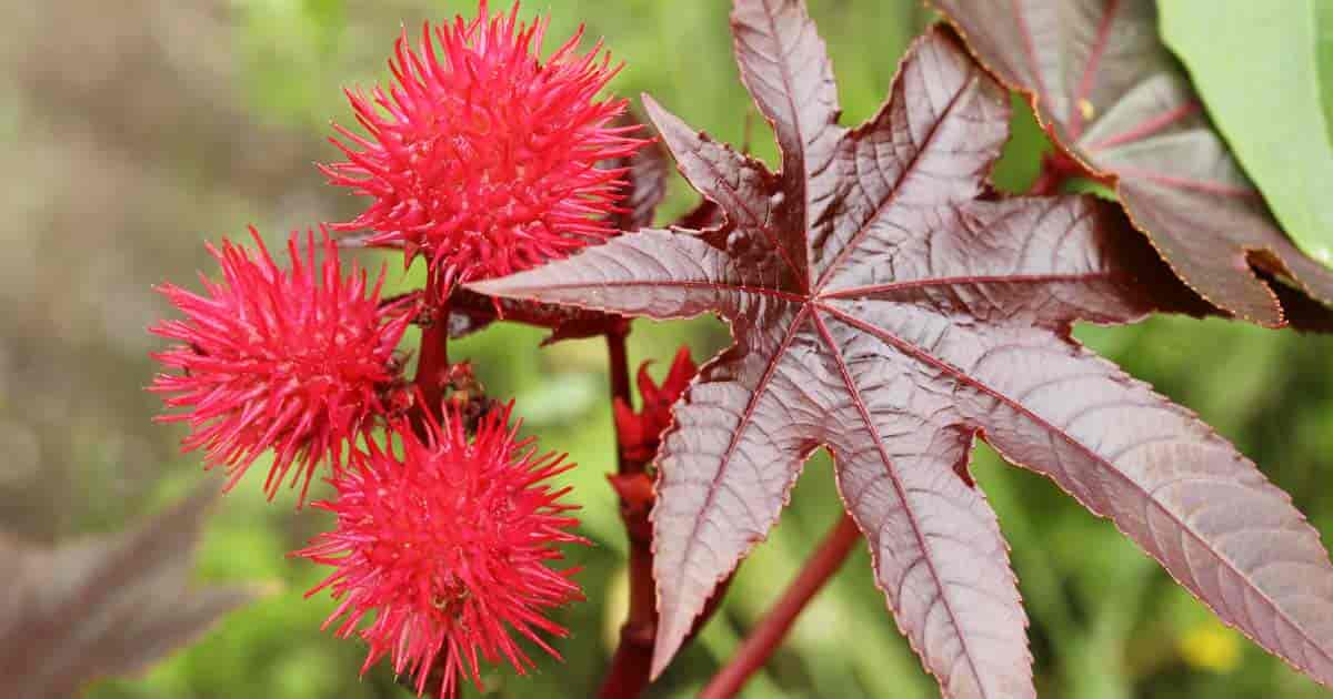 Growing Castor Bean Plants How To Care For Ricinus Communis Growing Castor Bean Plants How To Care For Ricinus Communis