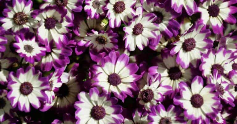 Cineraria Plant Care: How To Grow The Cineraria Flower