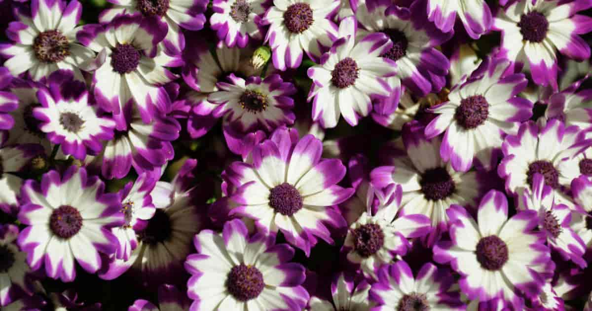 Cineraria Plant Care: How To Grow The Cineraria Flower