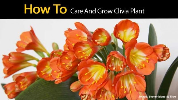 Growing Clivia Plants: How To Care For Clivia Flowers
