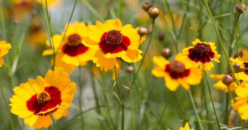 Coreopsis Flower Care: Growing Coreopsis In Your Landscape